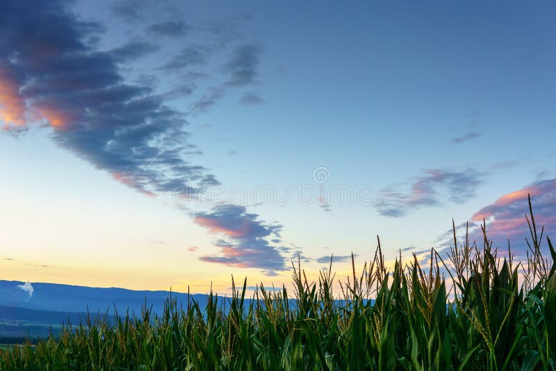 Sky, Field, Horizon, Cloud Picture. Image: 135806355