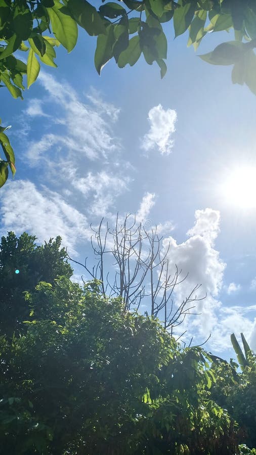Sky with hot sun stock photo. Image of palm, trees, morning - 218974686