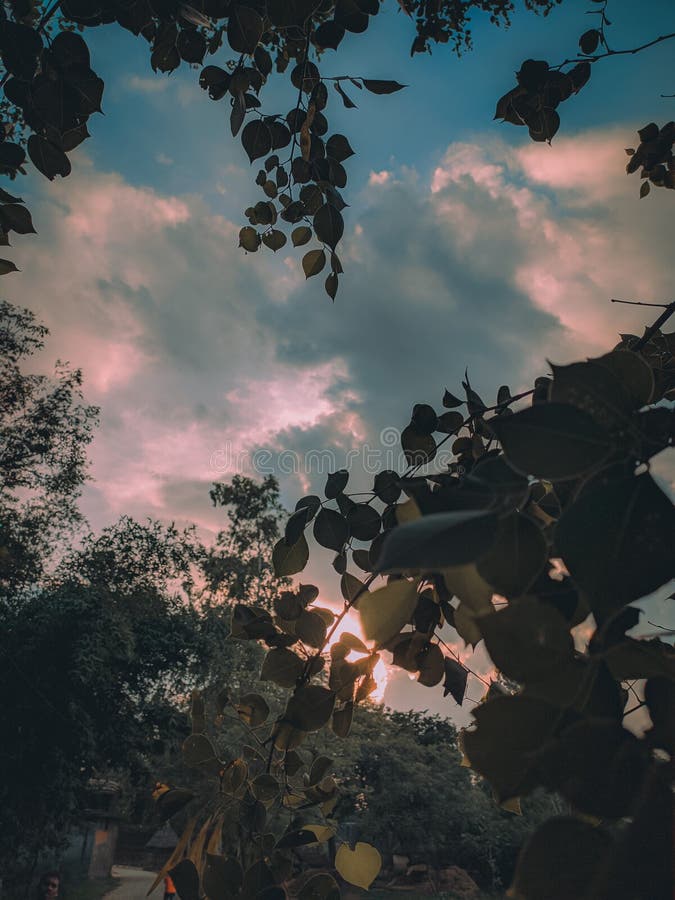 Sky leaf sunset stock photo. Image of autumn, nature - 218524418