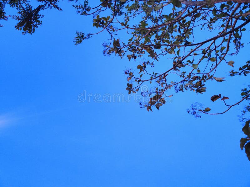 Sky Leaf Tree Twig Natural Wind Stock Photo - Image of twig, leaf ...