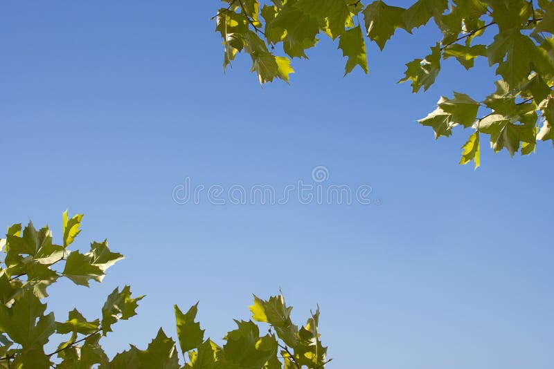 Sky and leaves stock photo. Image of leaf, leaves, vegetation - 76753210