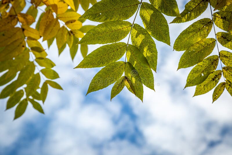 Sky and Leaves stock image. Image of blue, backgrounds - 163053403