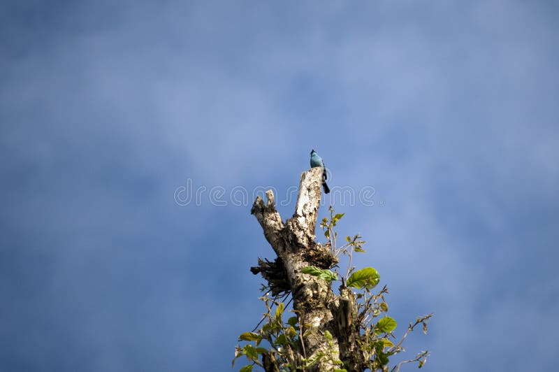 Sky is the limit stock photo. Image of animal, india - 41783294