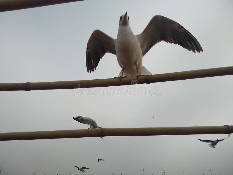 Sky is the limit. stock image. Image of birds, limit - 154466187