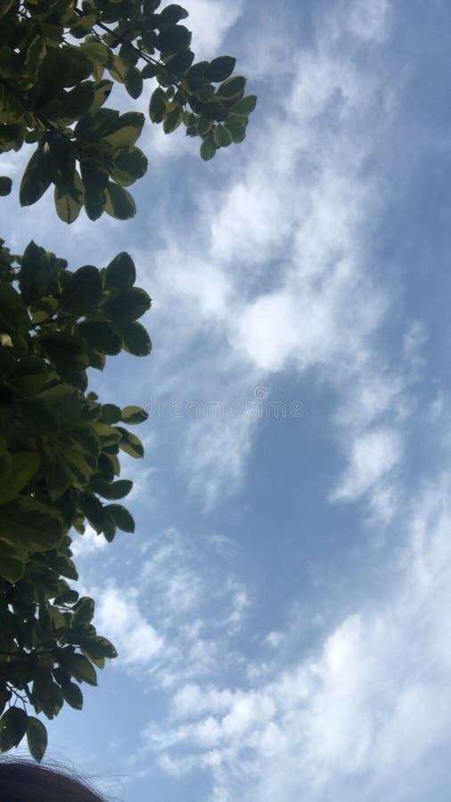 Sky stock photo. Image of lots, green, leaves, white - 266627458