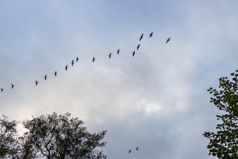 In the Cloudy Sky Many Wild Geese Fly in Formation Stock Image - Image ...