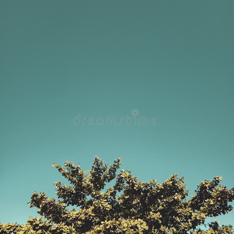 The Sky and the Matching Tree Stock Photo - Image of plant, leaf: 229917974