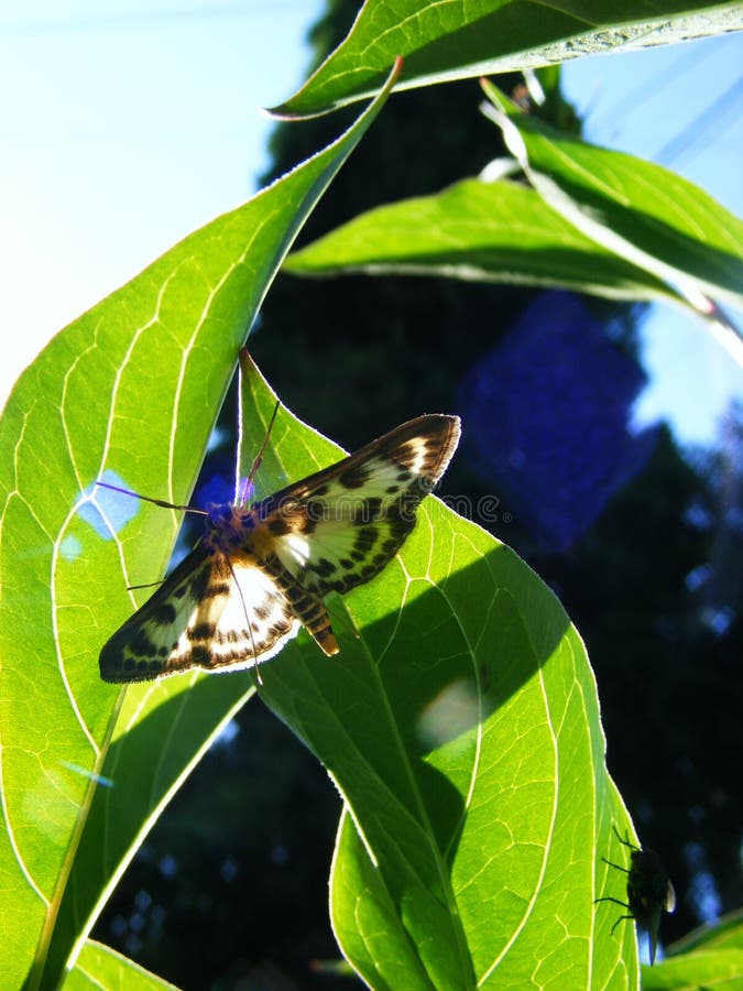 Sky moth stock image. Image of sunshine, moth, nature - 133678017