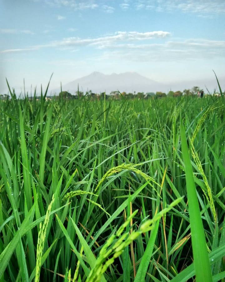 Sky Mountain Ricefield Indonesia Natural Stock Image - Image of natural ...
