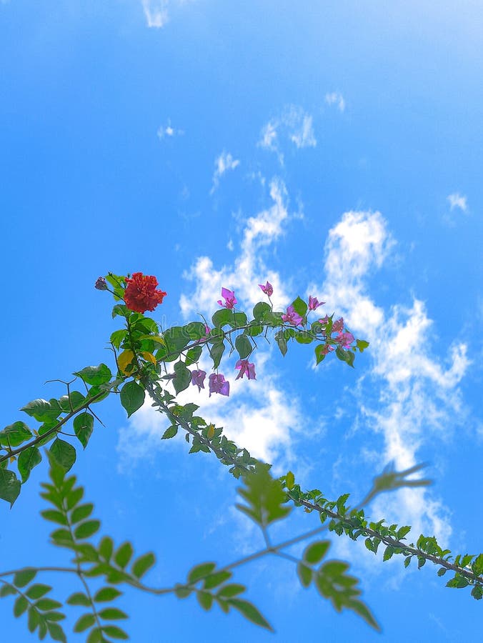 Sky Nature Plants Flowers Clouds Sun Light Blue Dream Stock Image ...