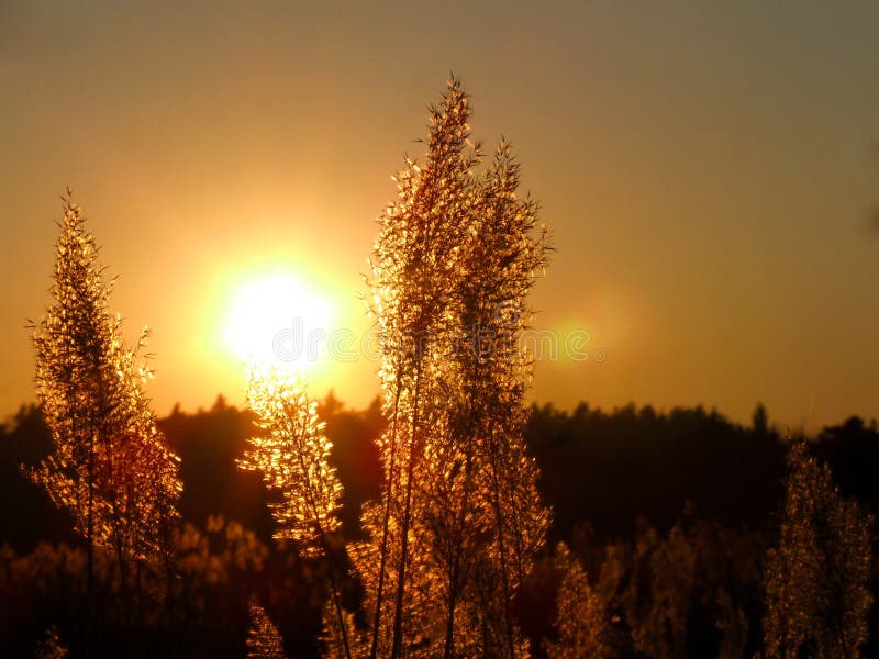 Sky, Nature, Tree, Evening Picture. Image: 96800076