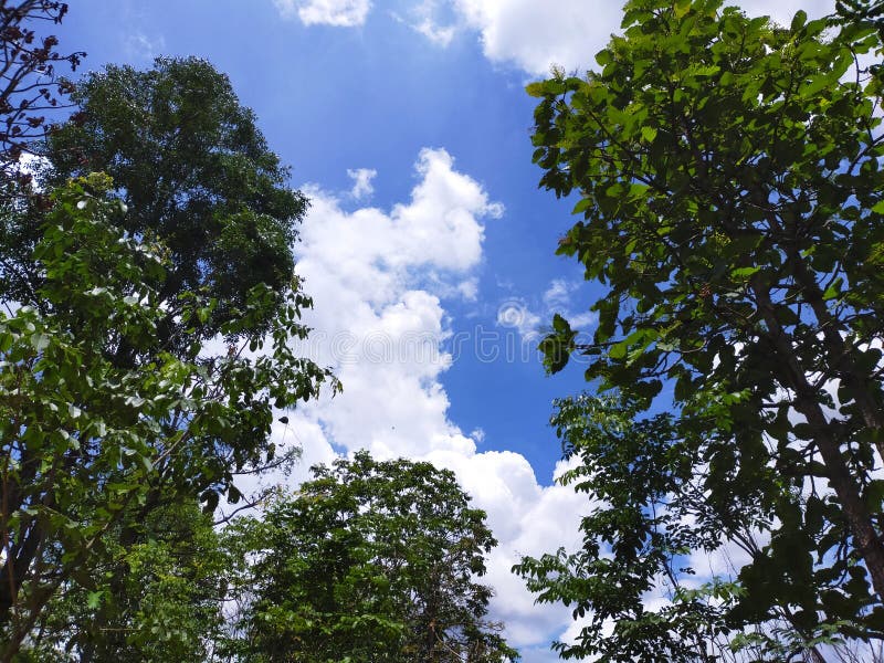 The Sky at Noon after Rain in the Forest Stock Image - Image of leaf ...