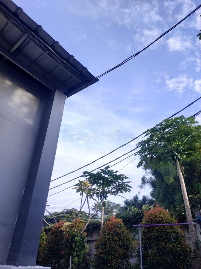 Sky at noon and tree stock photo. Image of noon, plant - 262507290