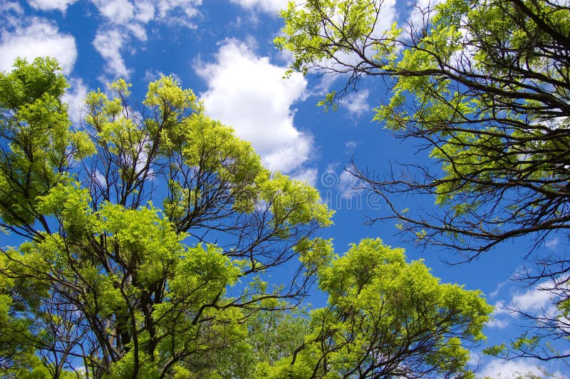Sky Opening between Branches Stock Photo - Image of england, direction ...