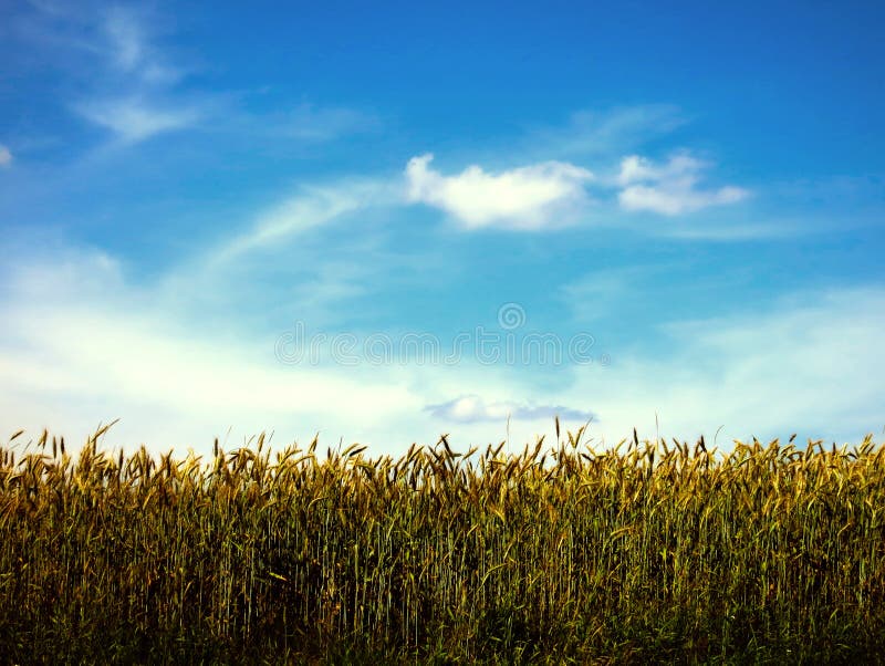 The sky over the field stock photo. Image of flora, koloritnyi - 42321814
