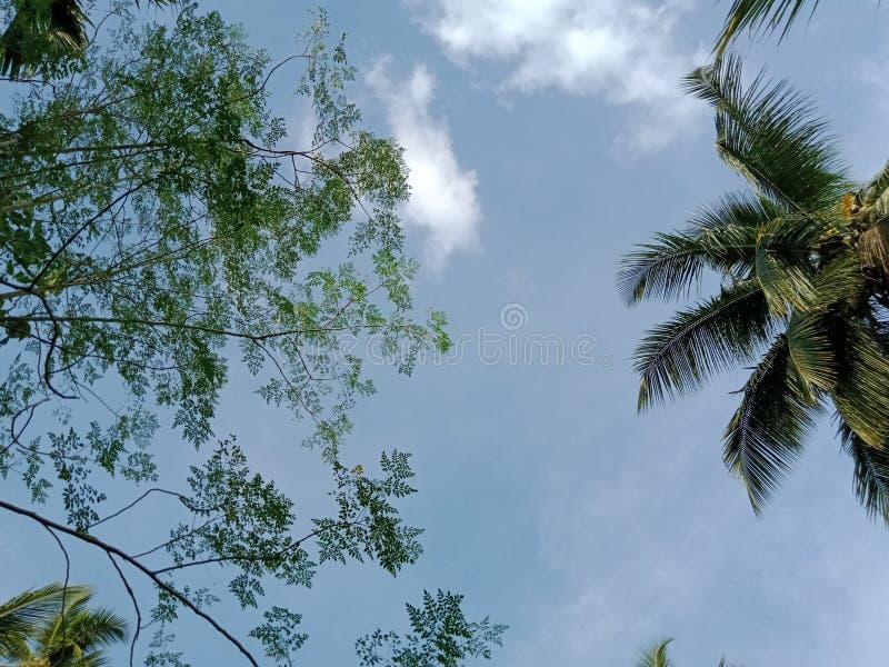 Sky over the tree stock photo. Image of tree, green - 199926428