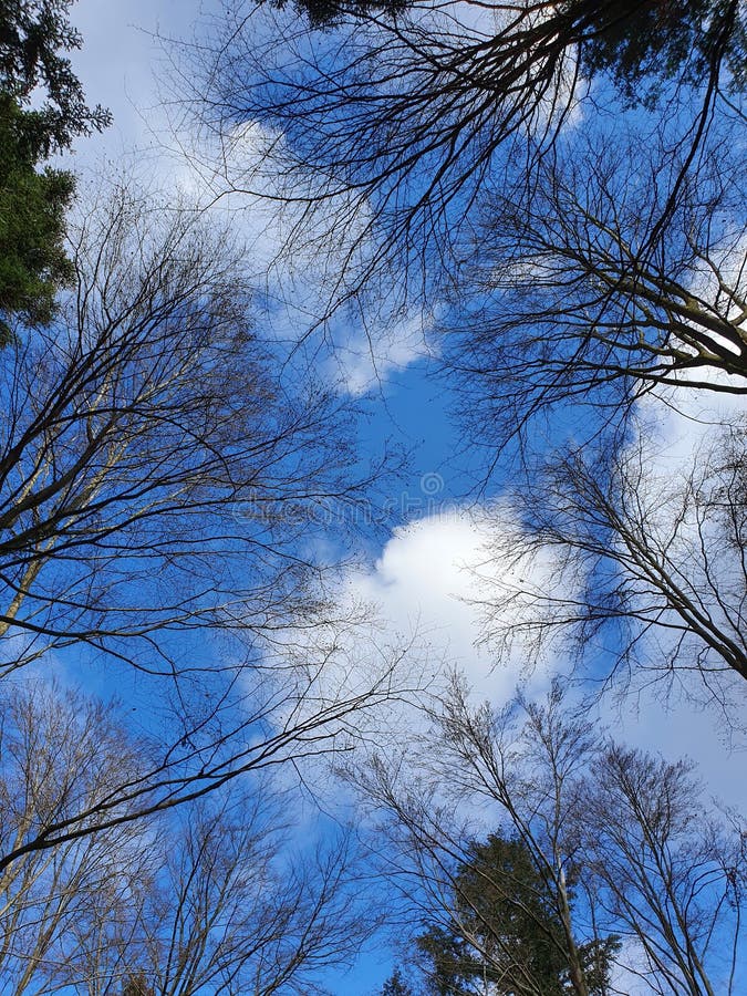 Sky over the trees stock image. Image of himmel, clouds - 213097291