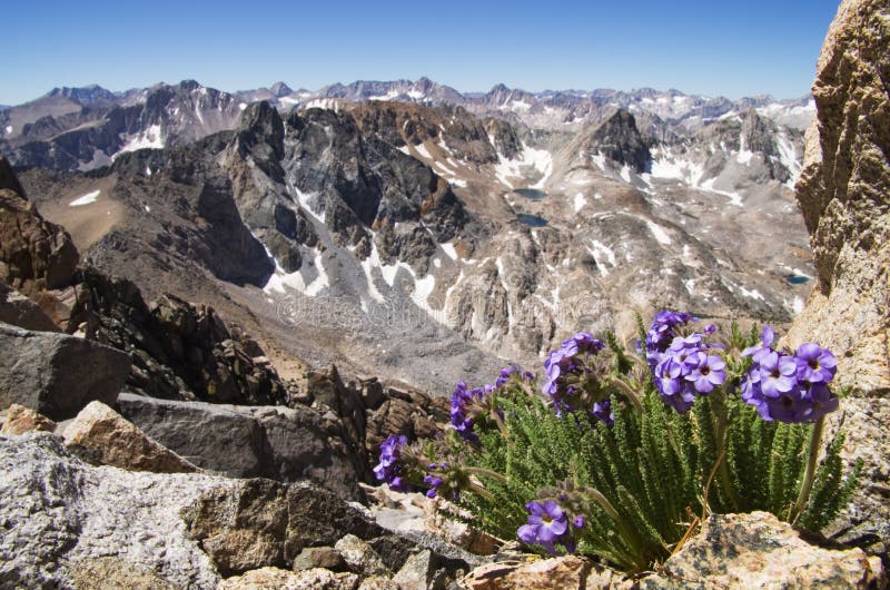 Sky Pilot Flowers in Mountains Stock Image - Image of blue, pilot: 25679829
