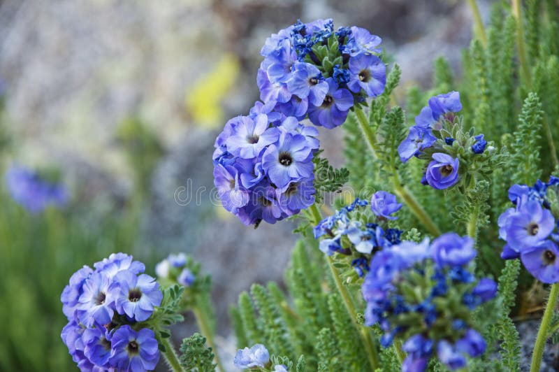 Sky pilot flowers stock image. Image of licken, plant - 22267359