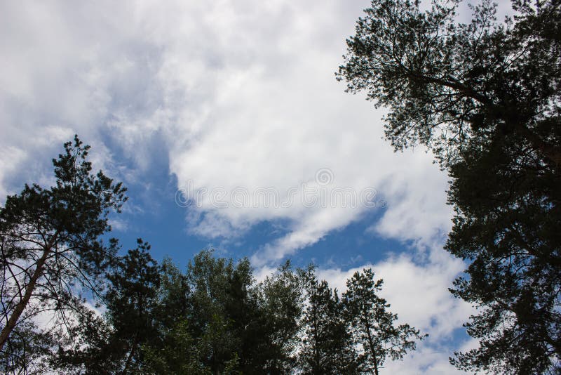 Sky in a Pine Forest Bottom View Up Stock Image - Image of freedom ...