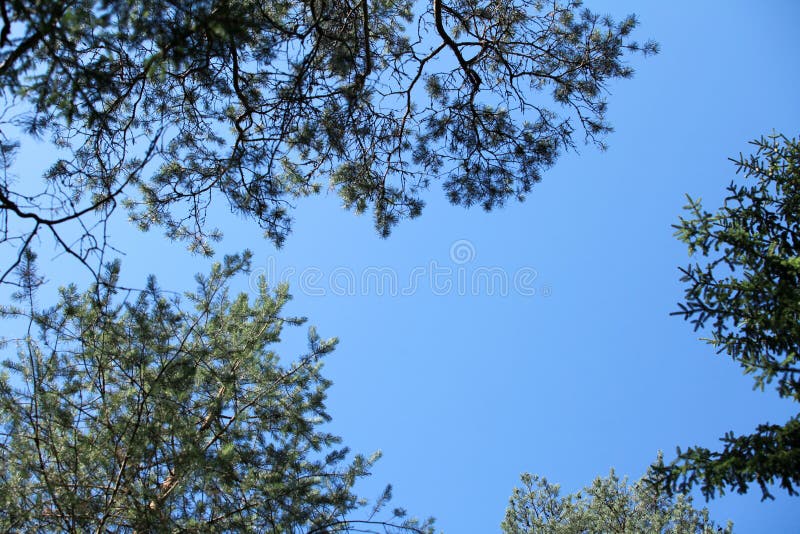 Sky between Pine Trees Branches Stock Image - Image of canopy, sunny ...