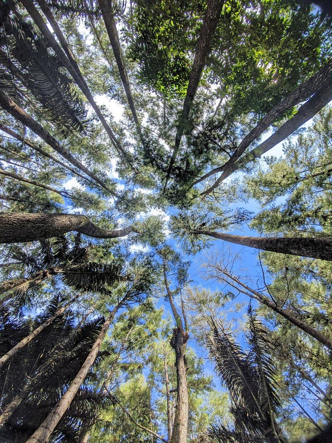 Sky and Pinus Tree from Above Shoot Stock Photo - Image of sunlight ...