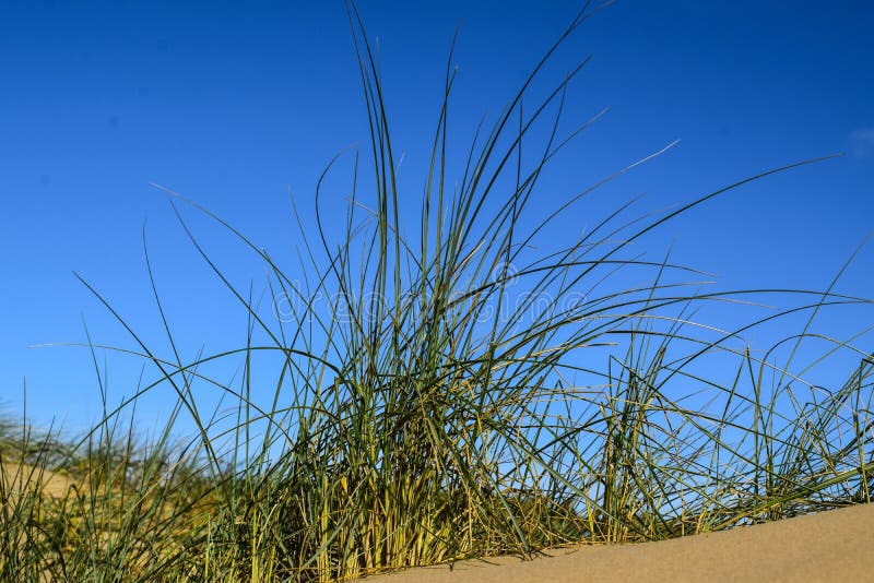 Sky, Plant, Grass, Ecosystem Picture. Image: 113372944