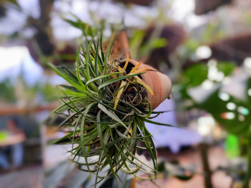 Sky Plant is Hanging of an Indian Garden. Stock Image - Image of plant ...