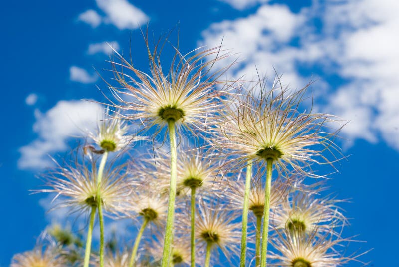 Sky plants stock image. Image of fresh, closeup, flowers - 5264933