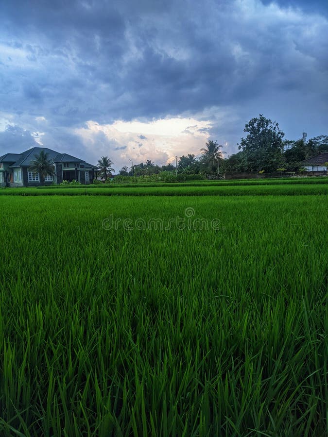 Sky after rain stock image. Image of nature, rain, ricefields - 206742097