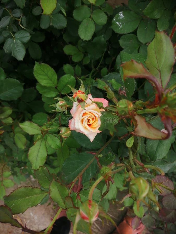 Flower natural rain stock image. Image of yellow, plant - 187342351