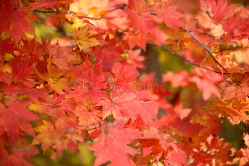 Sky through the Red Autumn Leaves Stock Photo - Image of blue ...