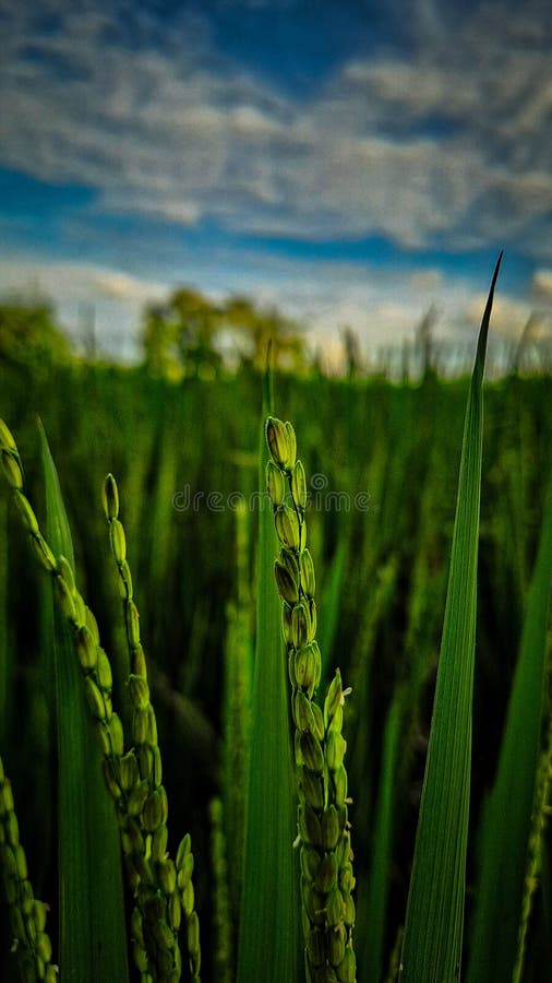 Sky rice plant blur shot stock image. Image of blur - 258863271