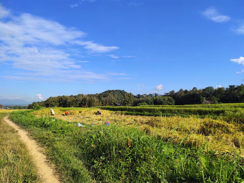 Sky Rice Plant Firmament Green Stock Image - Image of green, plant ...