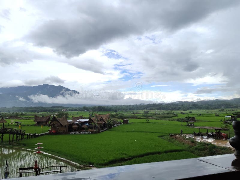 Sky Rice Plant Firmament Green Stock Image - Image of green, firmament ...