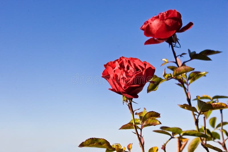 1,921,274 Rose Stock Photos - Free & Royalty-Free Stock Photos from ...