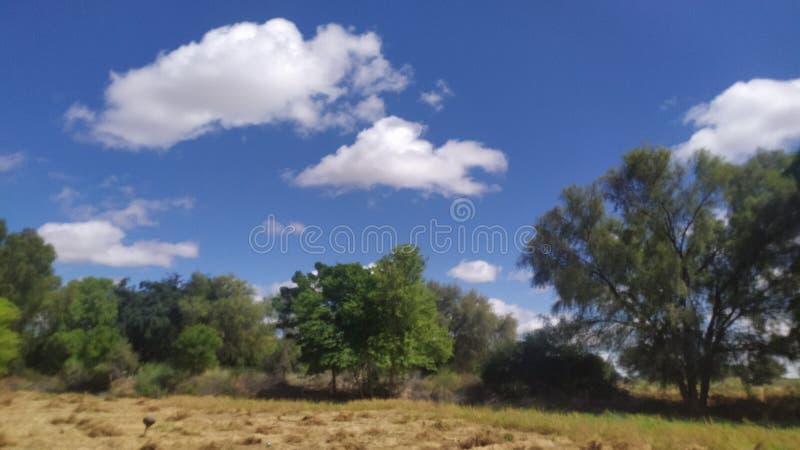 Forest Garden and Rural Trees Best Picture Stock Photo - Image of ...