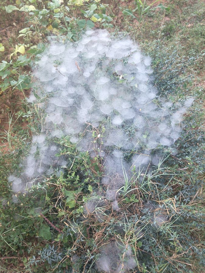 Sky stock image. Image of spider, nets, morning, time - 134435463