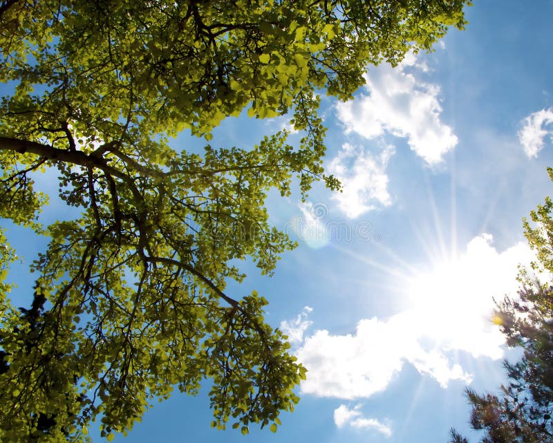 Sky sun and tree stock photo. Image of clouds, trees - 14533674