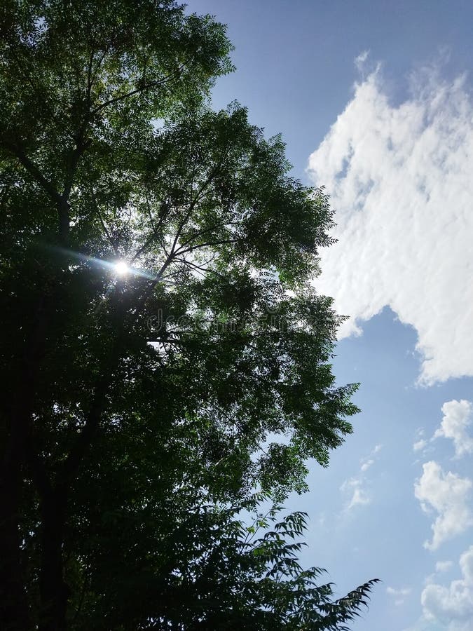 Sky Sun Tree Beautiful Location Stock Image - Image of beautiful, tree ...