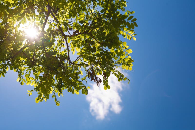 Sky and sun in the trees stock photo. Image of outdoors - 8079340