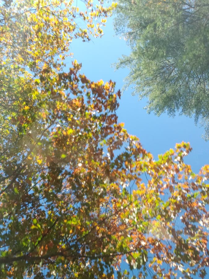 Sky Sun Wood Leaves Fall stock photo. Image of fall - 161557392