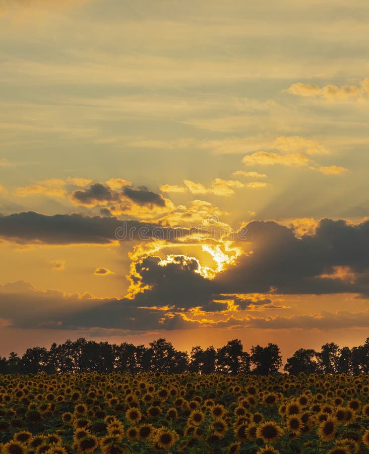 Sky at Sunset with the Rays of the Sun and Storm Clouds, Evening Sun ...