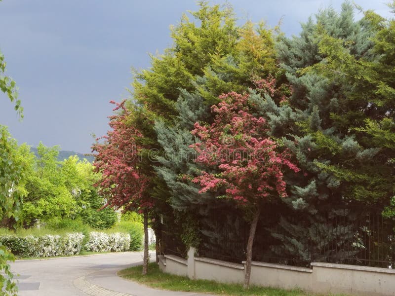 Sky with the Surrounding Trees in the Midday Sun Stock Photo - Image of ...