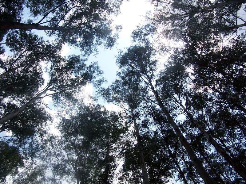Sky-tops stock photo. Image of branches, tops, tall, strong - 111414