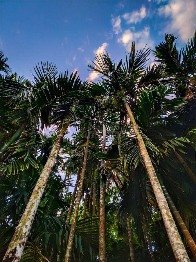 Konkan Areca Stock Photos - Free & Royalty-Free Stock Photos from ...