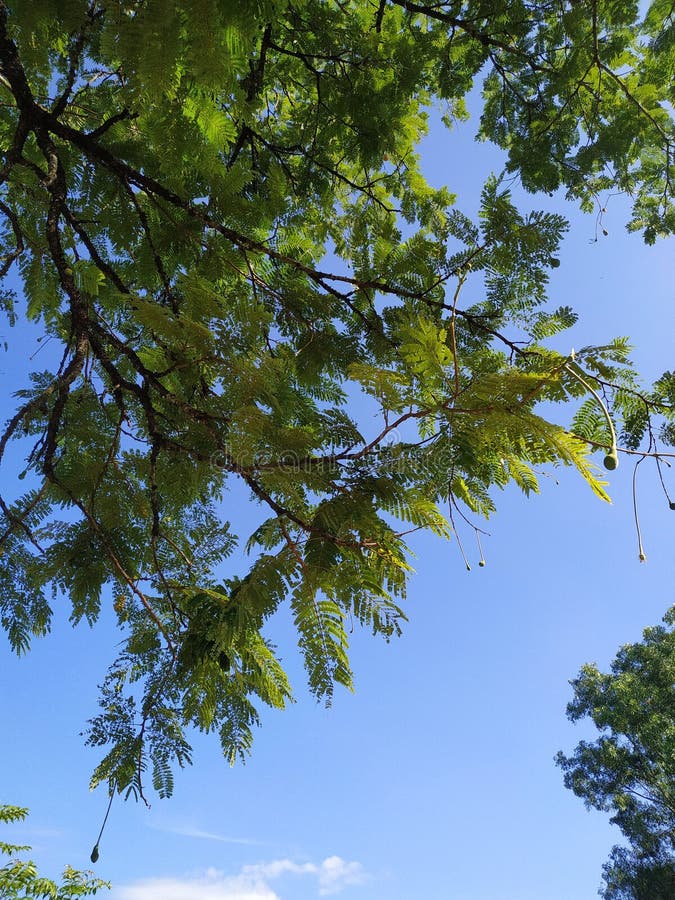 Sky with tree stock image. Image of branch, evergreen - 219242891