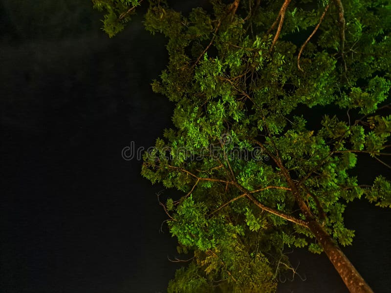 Sky and Tree Branches at Night. Stock Image - Image of plants, tree ...