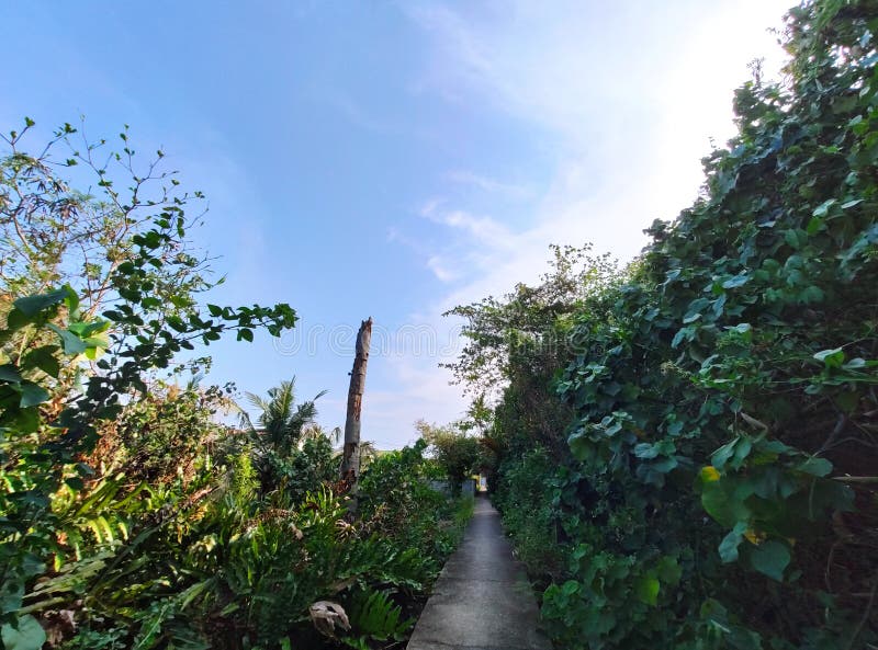 Tree and Bridge Reflections in Water Stock Photo - Image of trees, calm ...