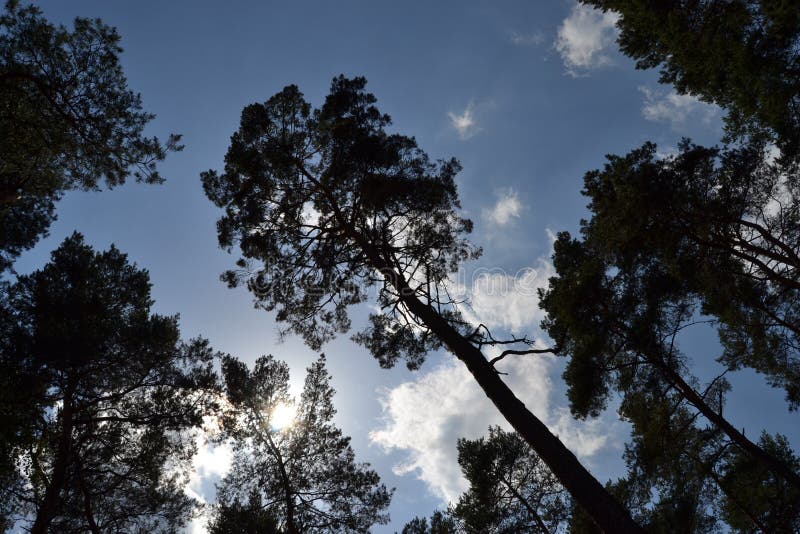 Sky, Tree, Cloud, Nature Picture. Image: 119767155